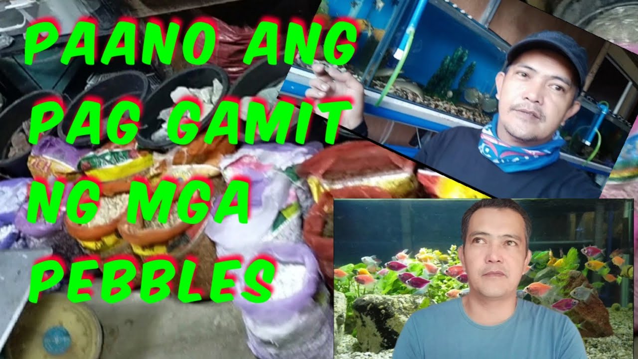 PAANO ANG PAGLALAGAY NG PEBBLES SA AQUARIUM | WHY DO I NEED AQUARIUM ...