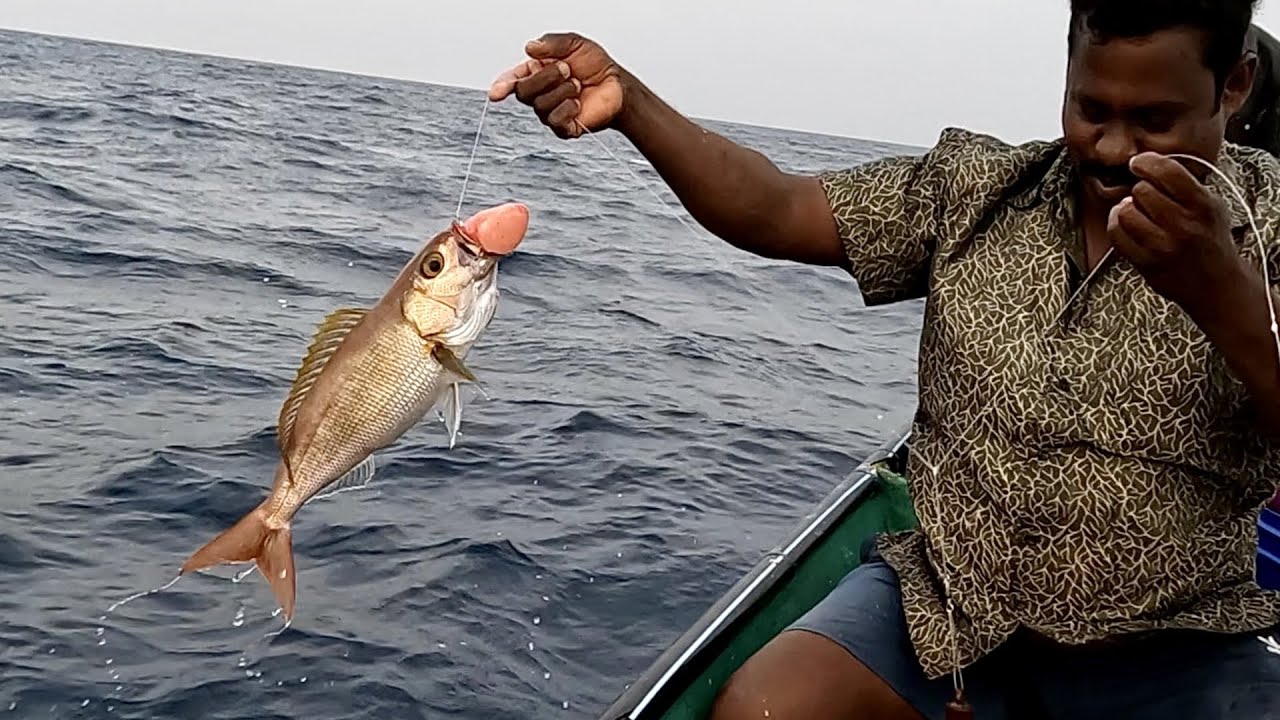 Catching Plenty of Rosy Snapper Fish in the Deep Sea - YouTube