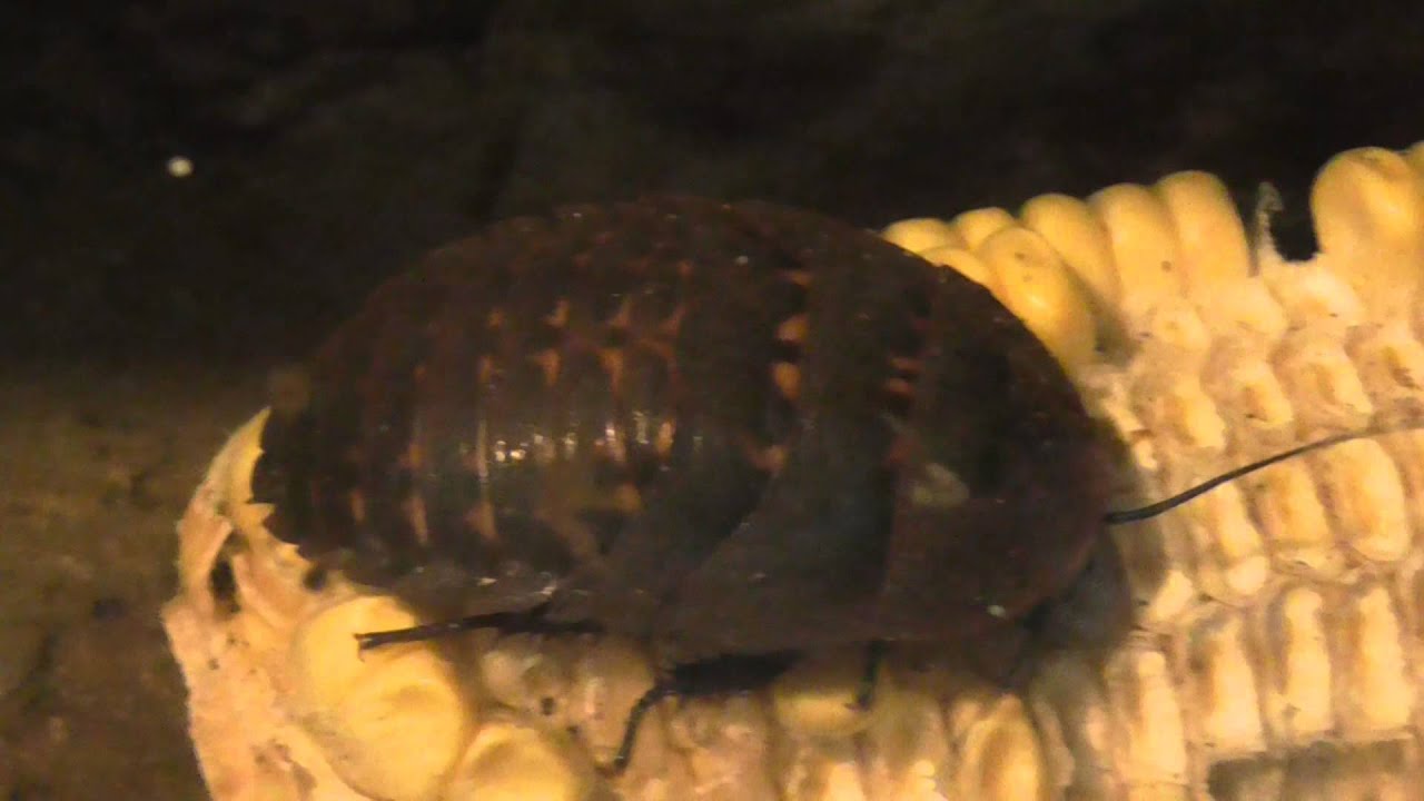 Bull's horn cockroach (archimandrita tesselata) at london zoo - YouTube