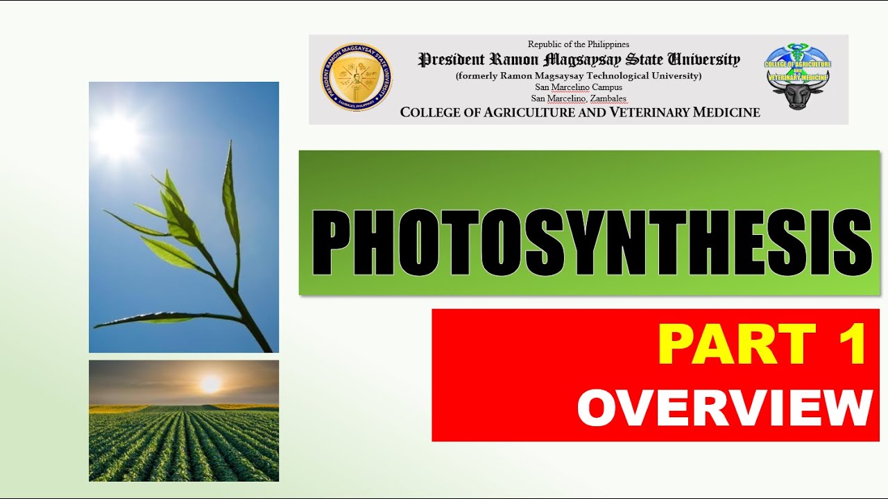 PHOTOSYNTHESIS PART 1 - AN OVERVIEW - YouTube