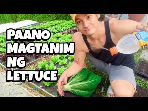 PAANO MAGTANIM NG MGA GULAY SA LIKOD BAHAY | MARKY MIRANDA - YouTube