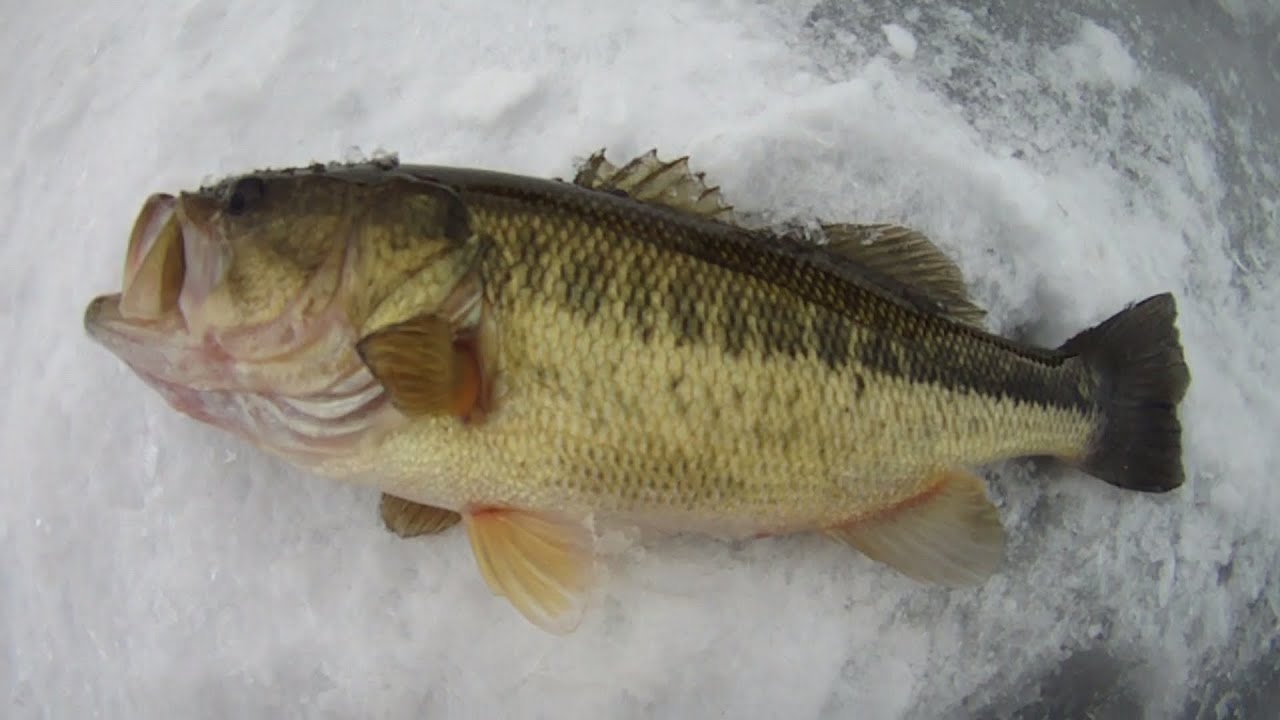 Early Ice Fishing 2022 - Largemouth Bass and Panfish - YouTube