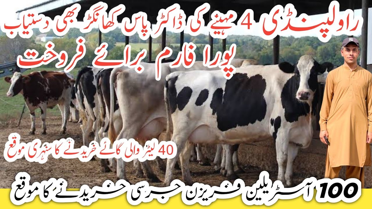 Rawalpindi | imported cows and Australian Friesian Jersey cows | Big ...