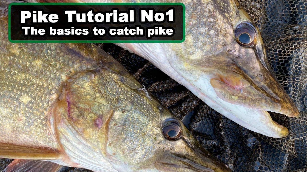 Pike Fishing Tutorials - The Basics - YouTube