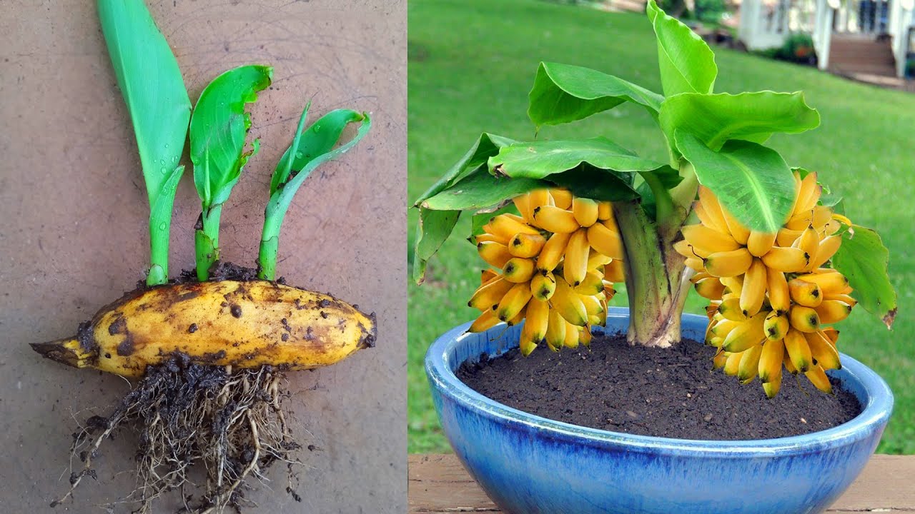 Discover the Secrets of Growing Banana Plants from Fruit | Ultimate ...