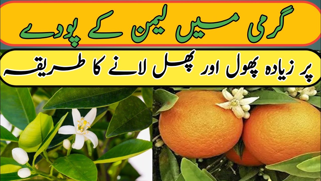 How can we get more fruit from a lemon plant? |Murad Ali Rehmani - YouTube