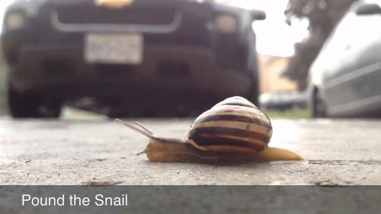 Pound the Snail - YouTube
