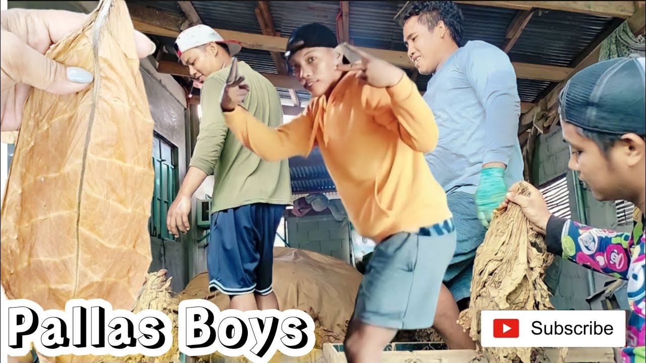 Tobacco Process How to bail Tobacco - YouTube