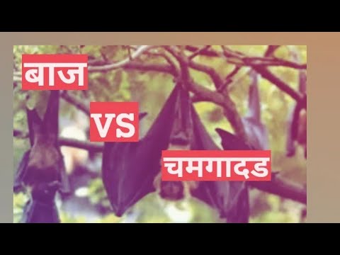 hawk vs bat/hawk vs bats fight/do hawks eat bats/hawk vs bat attack ...