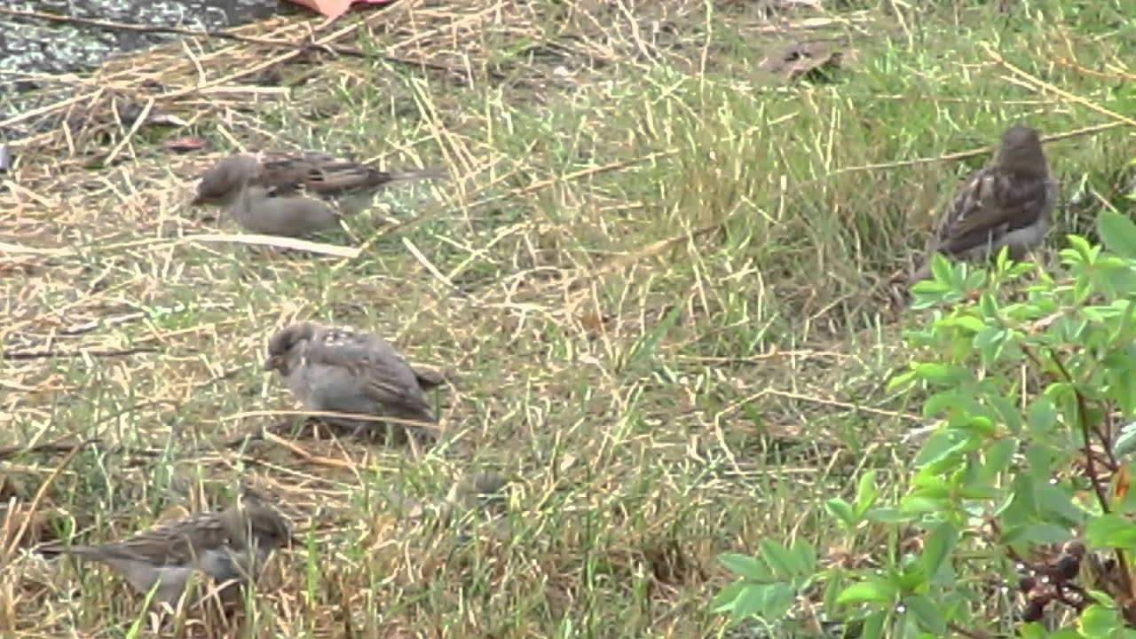 House Sparrows foraging on the ground, exploring the vegetation - YouTube