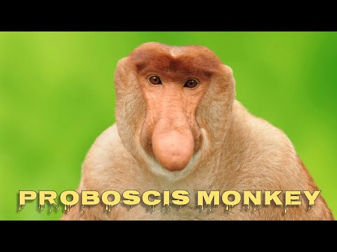 Proboscis monkey sounds - YouTube
