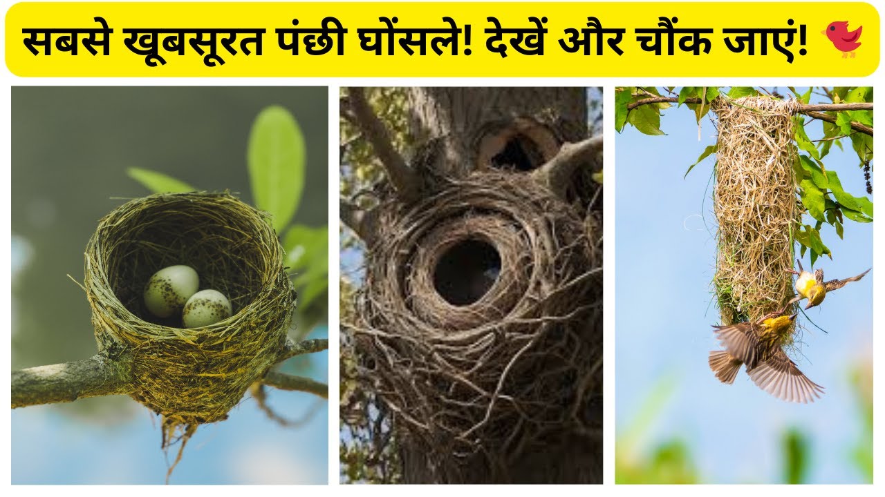 Most Beautiful Birds' Nests in the World!" - YouTube