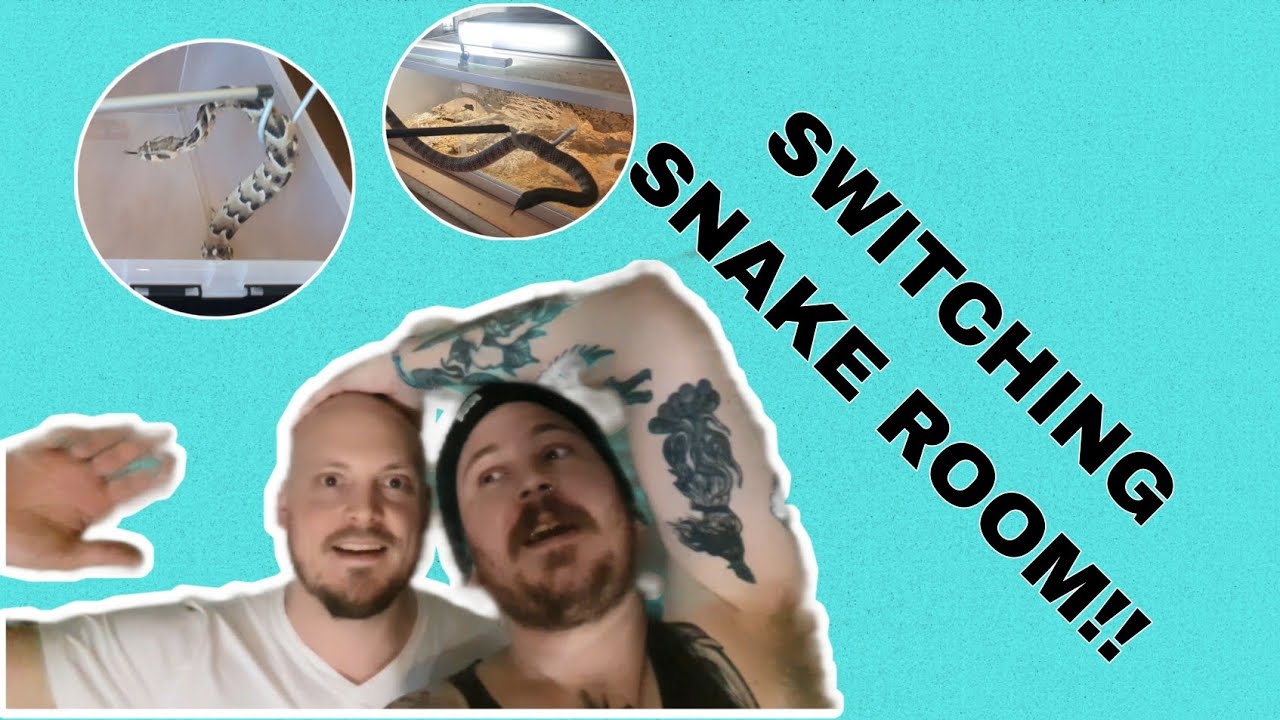 SWITCHING SNAKE ROOM WITH THE HELP OF @WestbayreptilesGlobal - YouTube