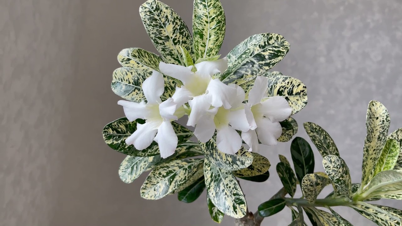 Adenium variegated Leaf Spot - YouTube