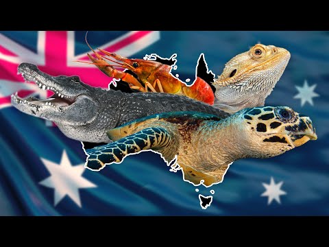 Wild and Wonderful: Journey into Australia's Wildlife Oasis