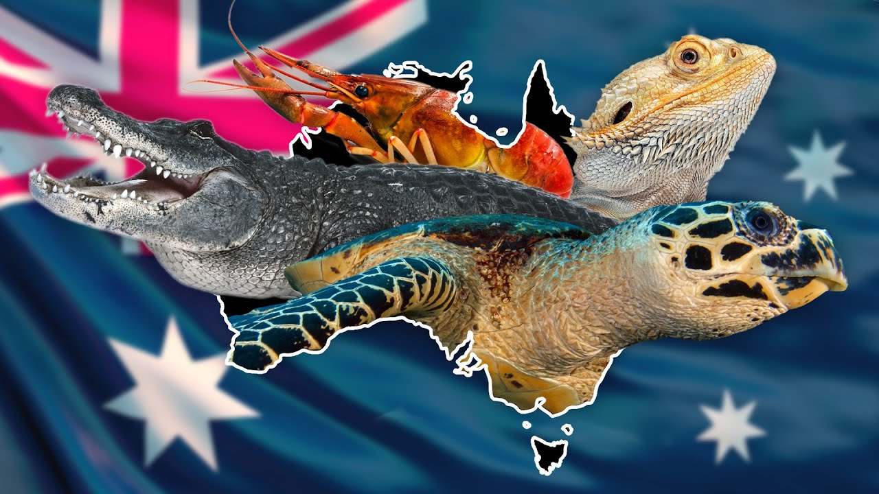 Wild and Wonderful: Journey into Australia's Wildlife Oasis - YouTube