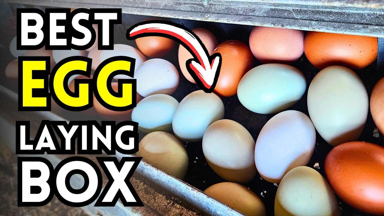 The Ultimate Guide to Egg Laying Boxes for Backyard Chickens // HenGear ...