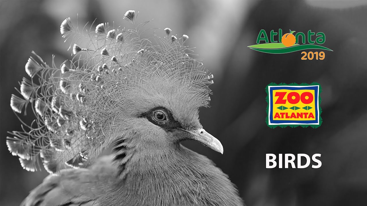 Birds at Zoo Atlanta - YouTube