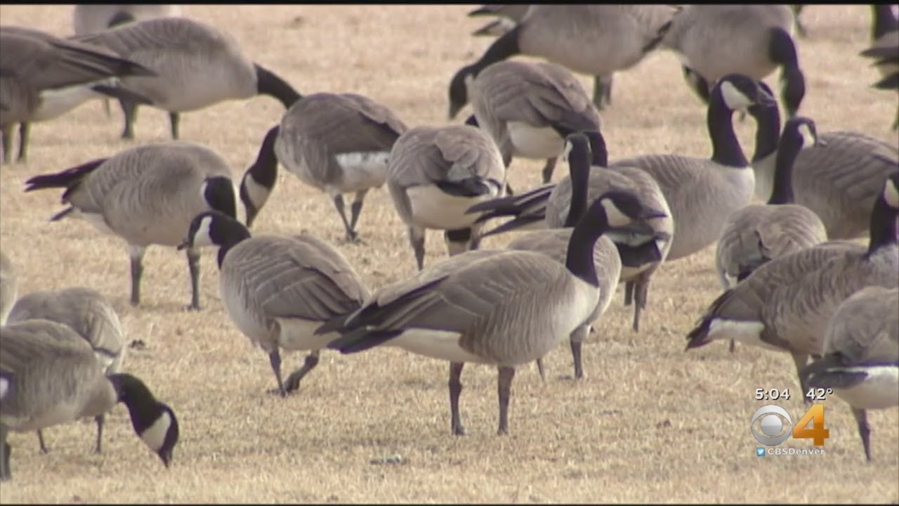DU Hosts Discussion On Alternatives To Geese Culling - YouTube