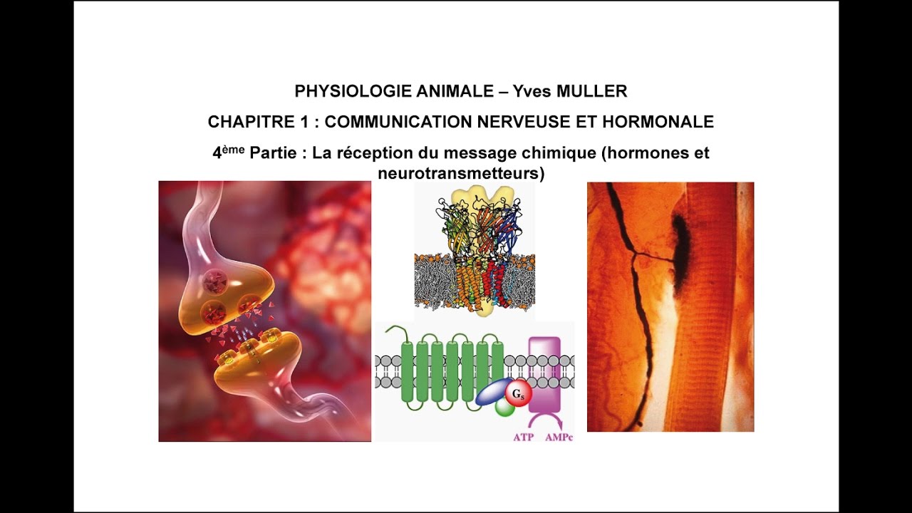 Chapitre 1-4 La réception du message chimique (hormones et ...