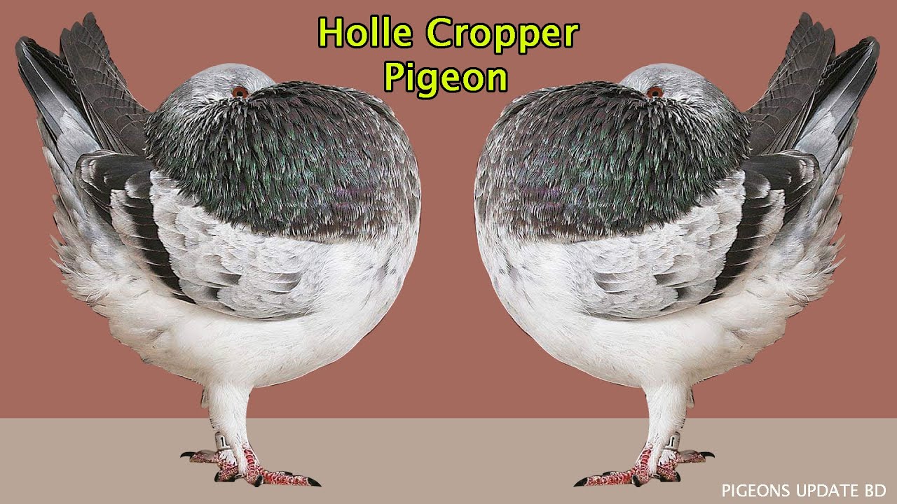 হলি ক্রোপার কবুতরের দাম ও জাত পরিচিতি | কবুতর পালন | Holle Cropper ...