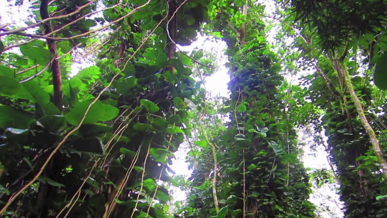 Oahu Bike and Hike in a Rainforest - YouTube