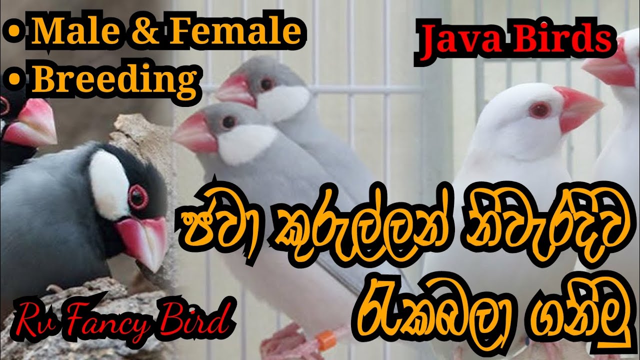 How to breed java birds in sinhala | java birds male & female | java birds breeding cage - YouTube