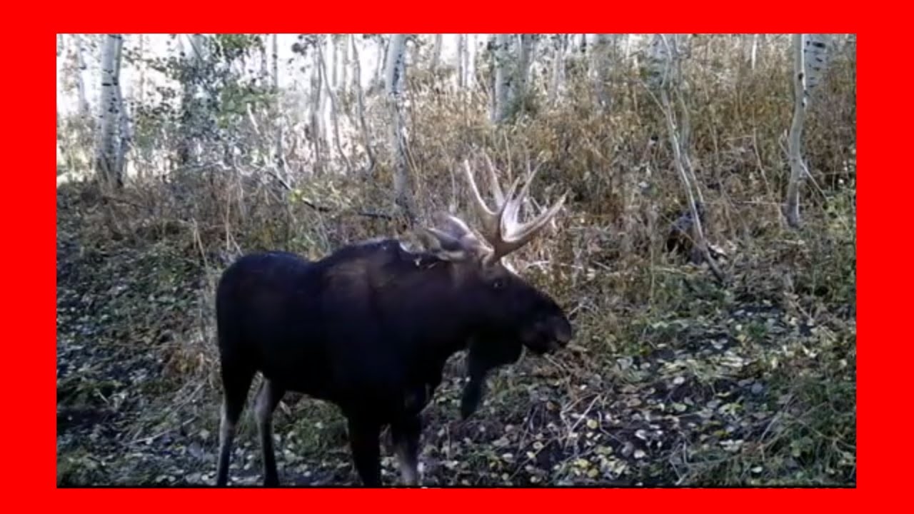 Moose Monday #5 - YouTube