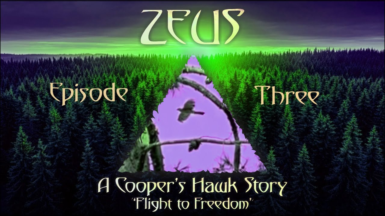 "Zeus" A Cooper's Hawk Story: Episode Three: "Flight" - YouTube