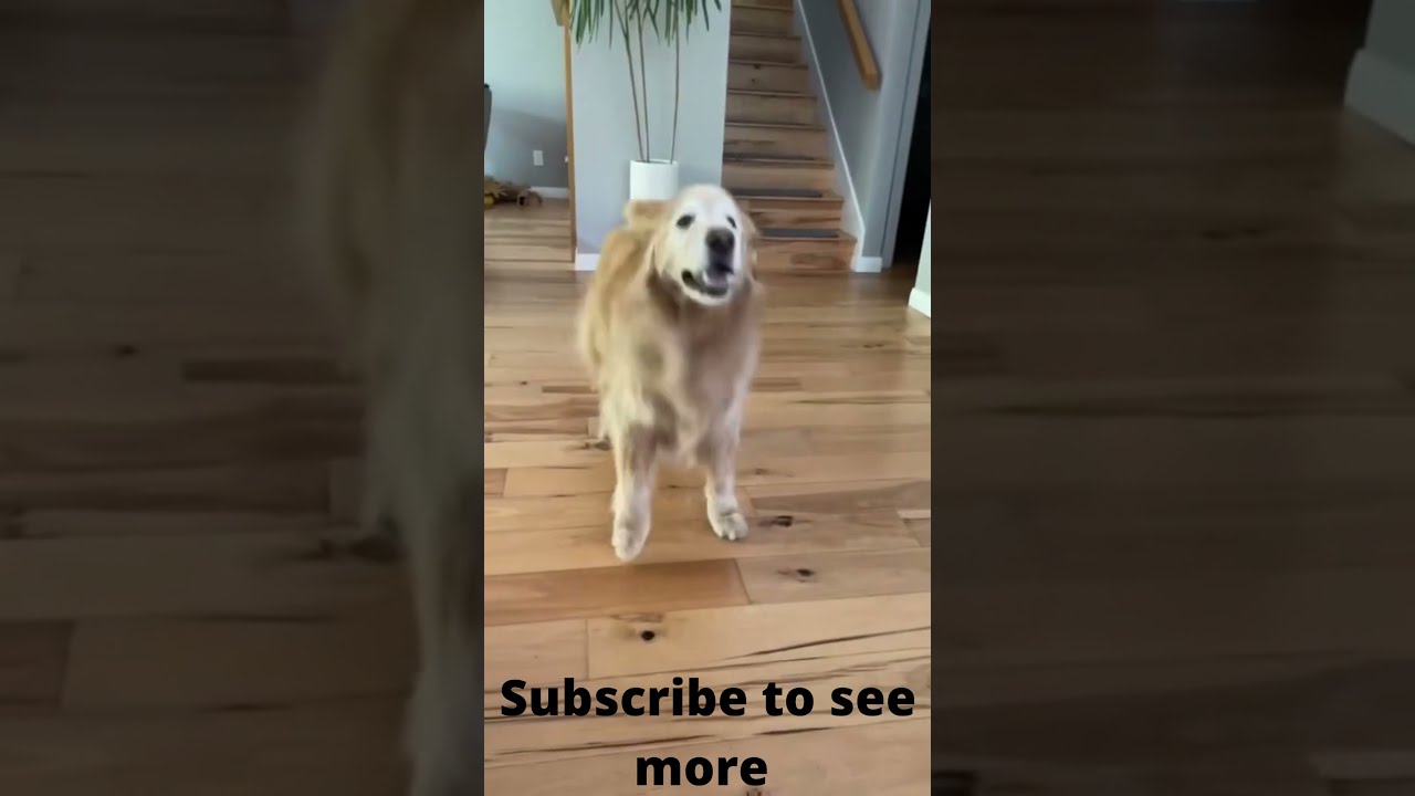 Funny Pets of the internet! You have got to see this! - YouTube