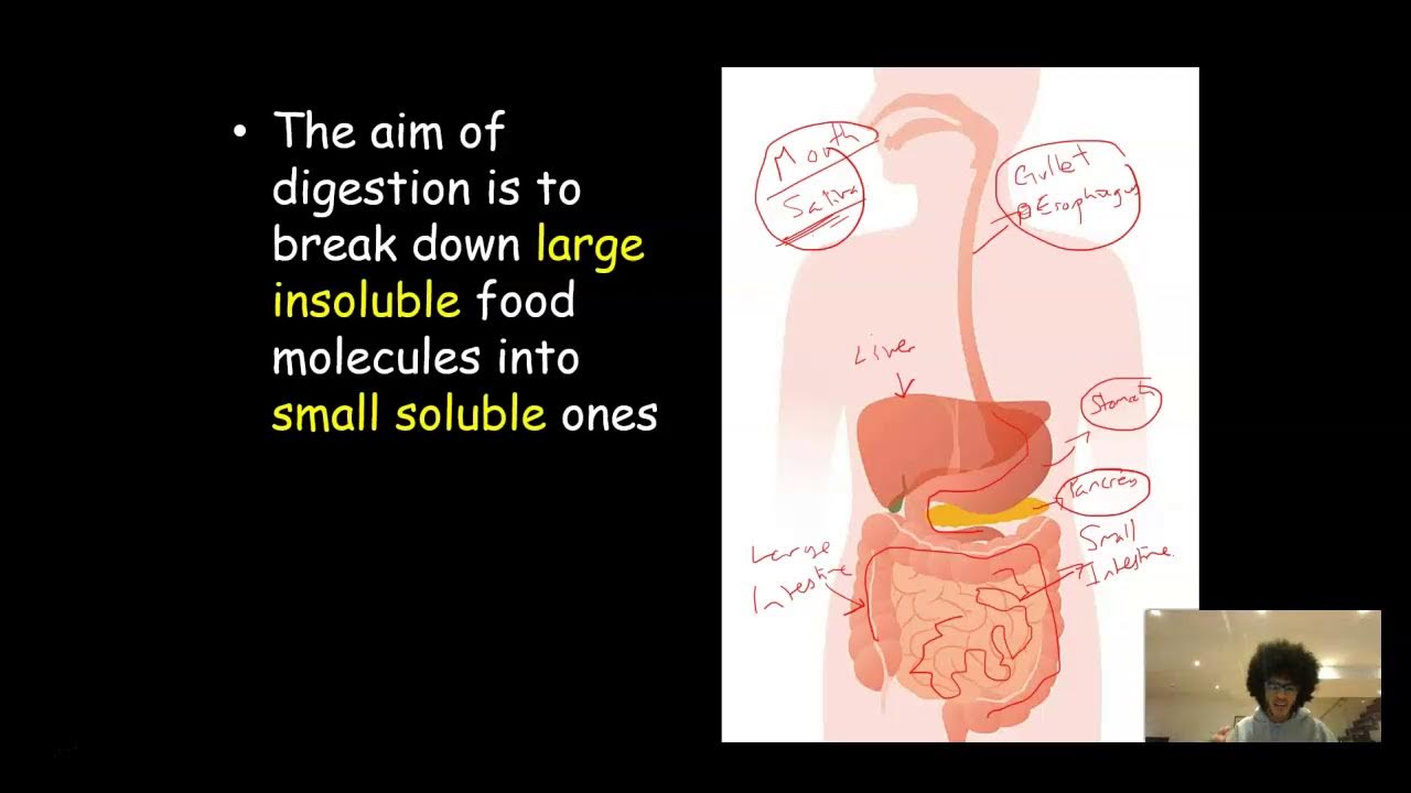 The Digestive System Part 1 - AQA GCSE Biology 4.2.2.1 - YouTube