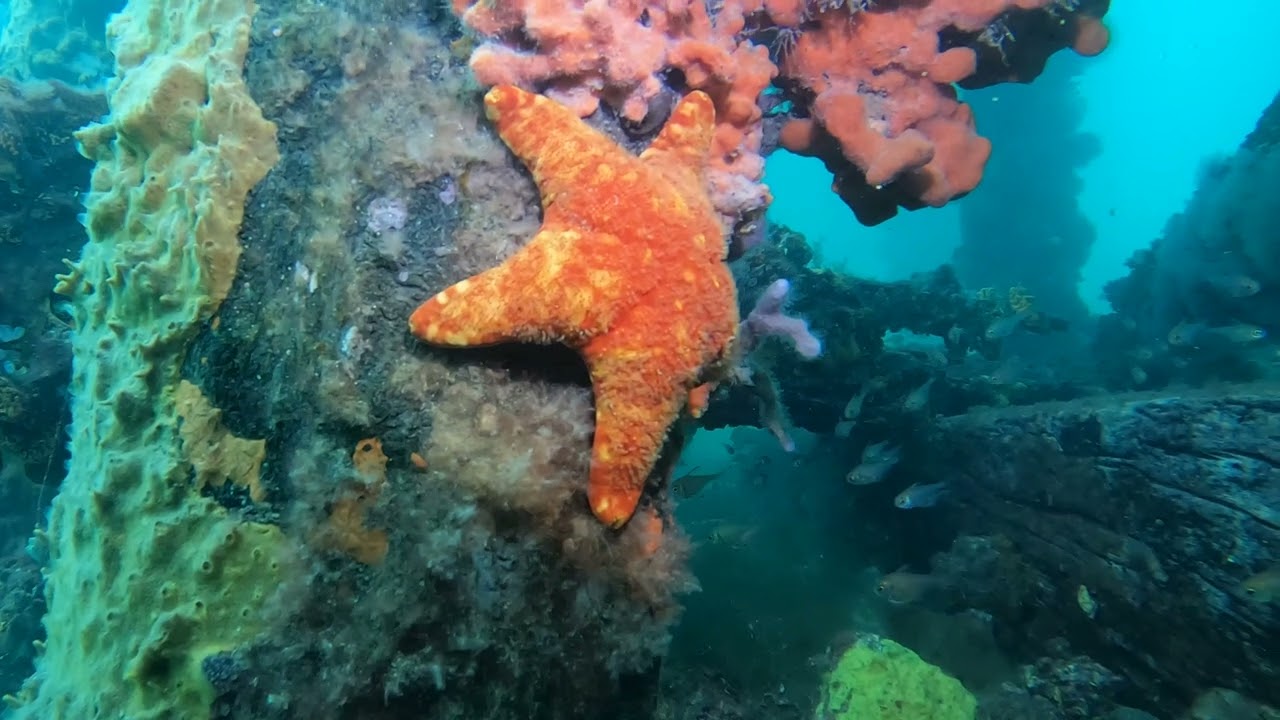Edithburgh Jetty Critter ID - Ep 45 - YouTube