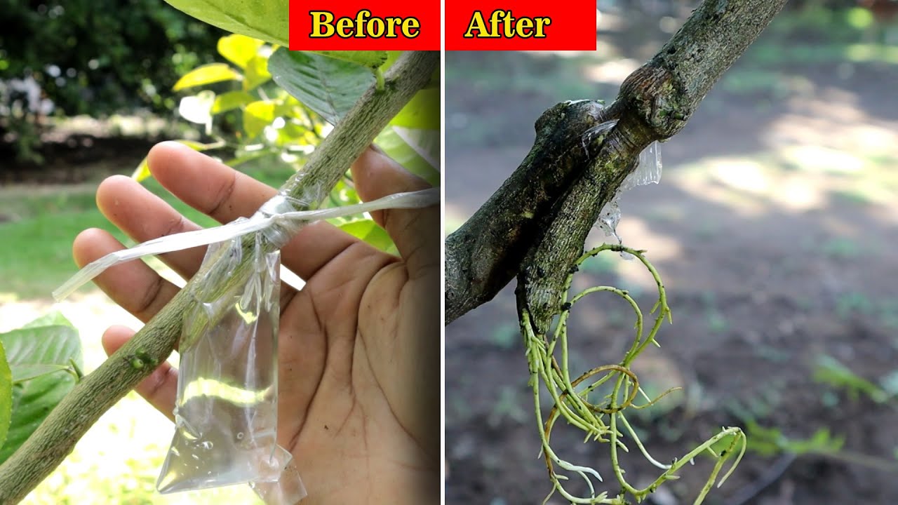 New Video, How to water rooting - YouTube