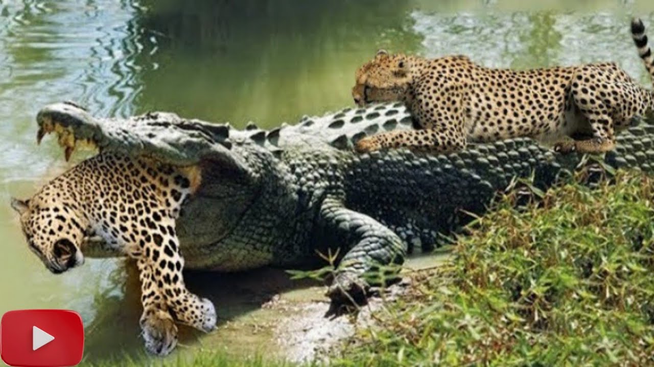 Top 10 Strongest Prey In The Wild | When Animals Messed With The Wrong ...