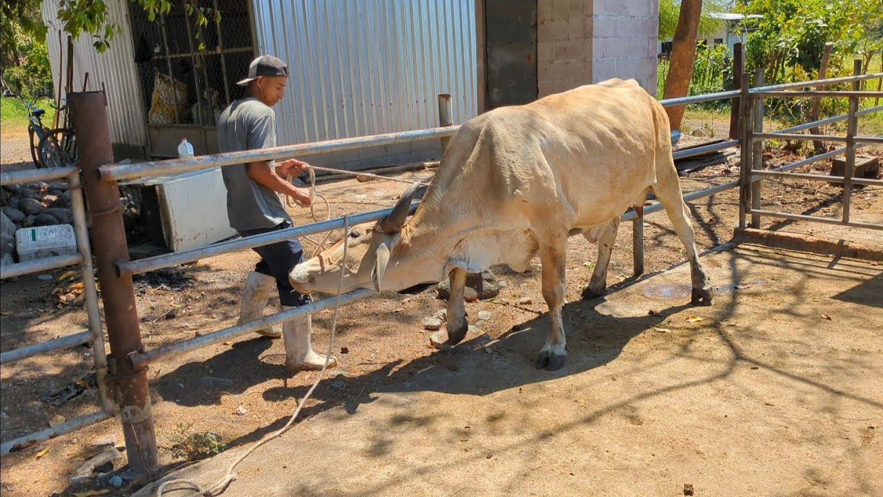 VACA BRAVA,,,, vaca brava con Miguel asta se atoro - YouTube