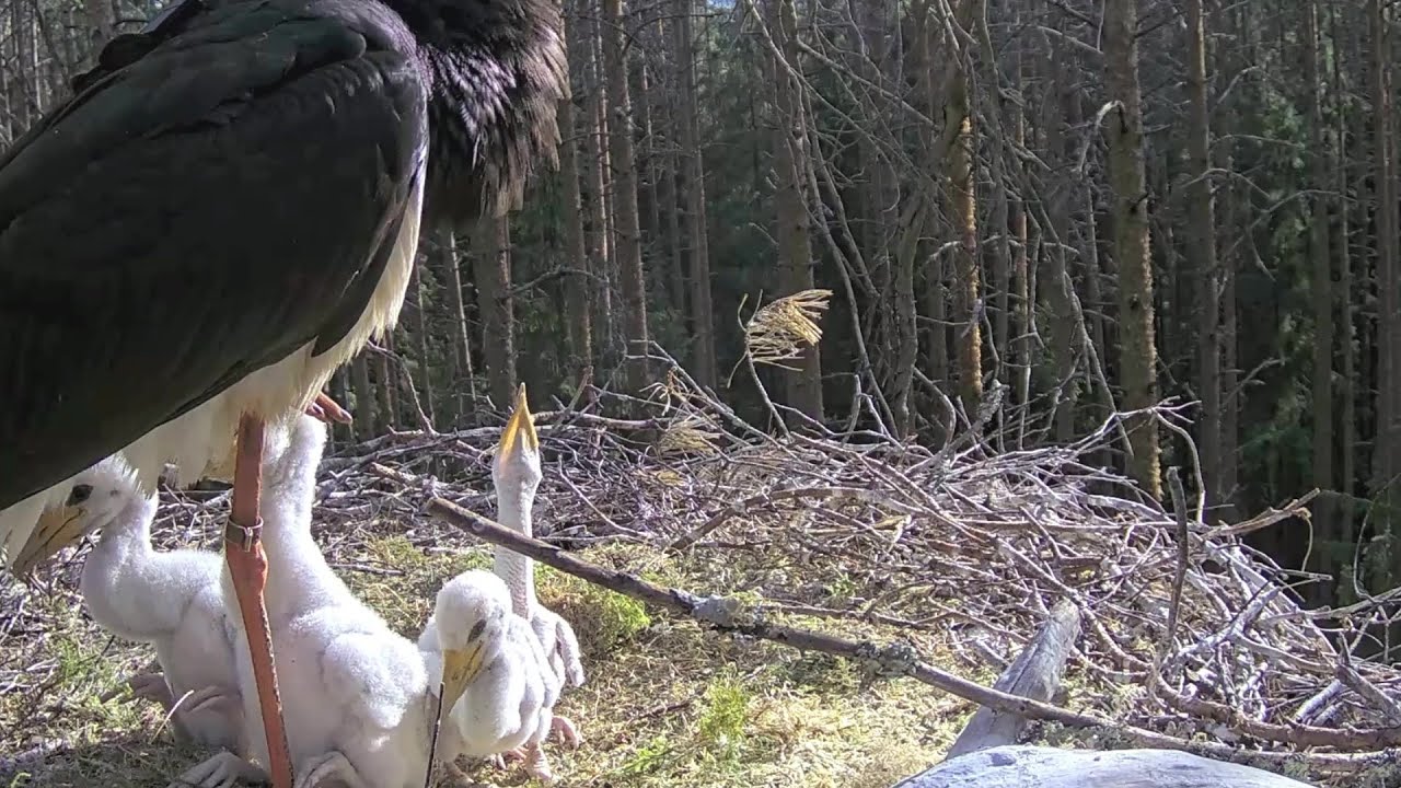 Must-toonekurg~Morning activities with the storklets~8:00 am 2023/06/15 ...