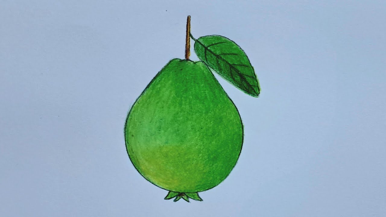 How to draw a Guava step by step || Guava drawing with colour pencils ...