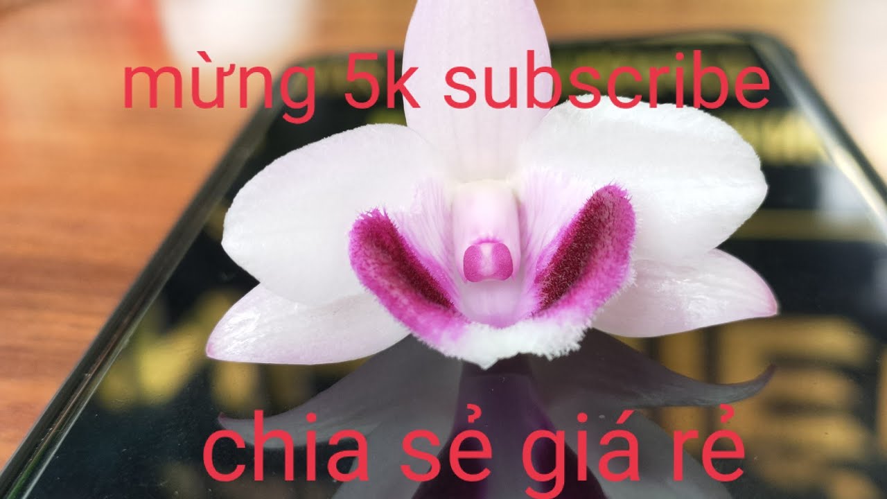25/6 5k subscribe, hyt ho phú Thọ giá rẻ LH 0983180015 - YouTube
