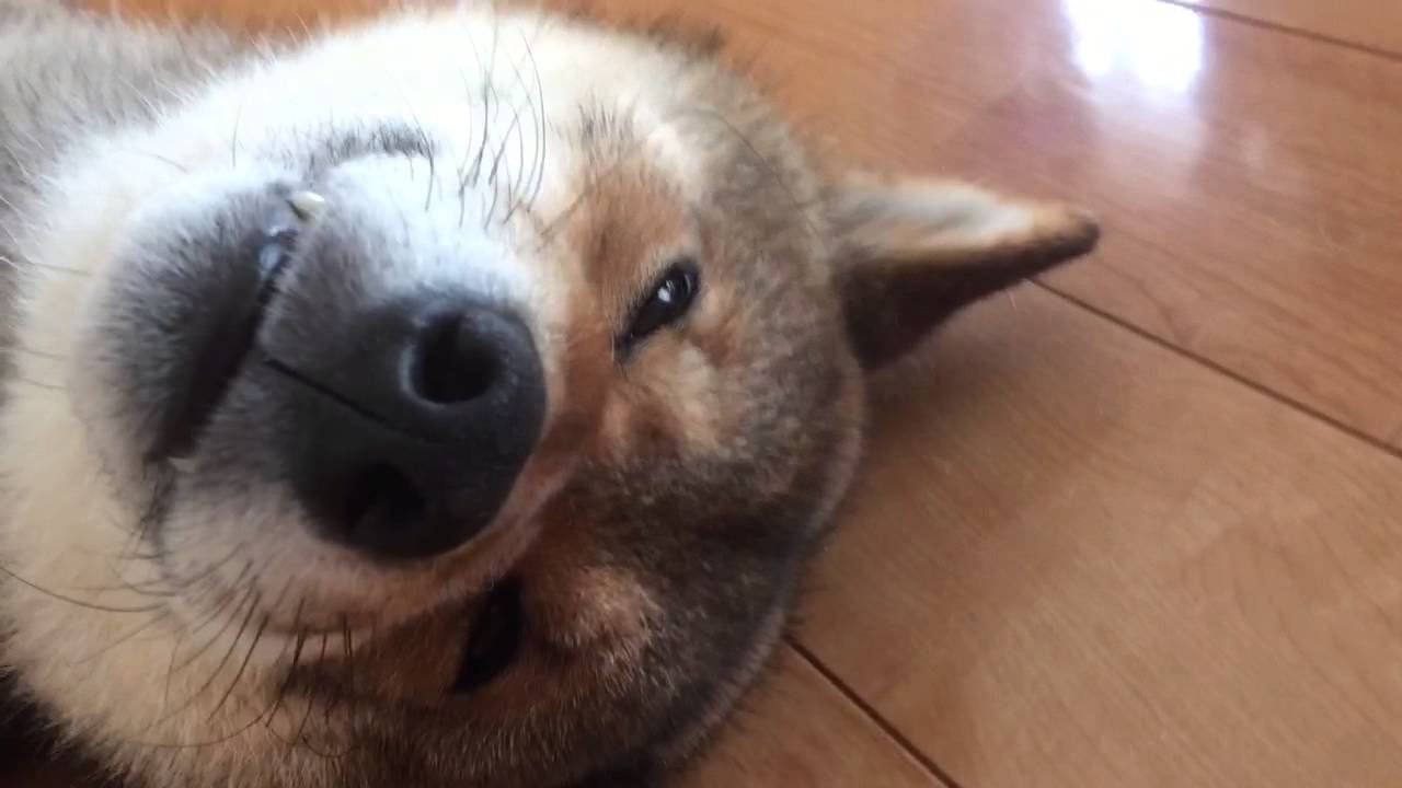柴犬バルク Shiba inu bulk - YouTube