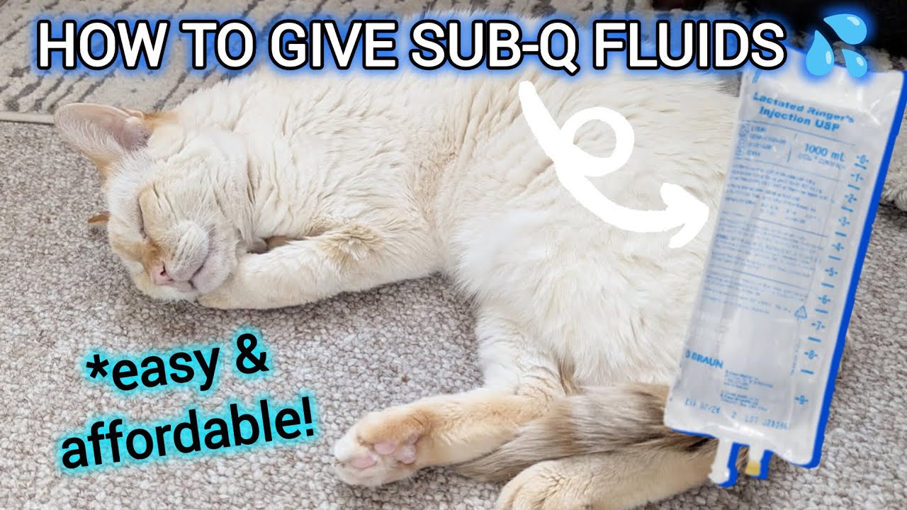 How to give your cat subcutaneous fluids at home (in real time!) 😻💦 CKD ...
