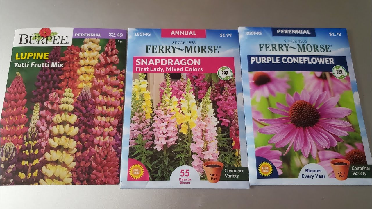 Growing lupin tutti frutti Snapdragon First lady Purple coneflower🌱 # ...