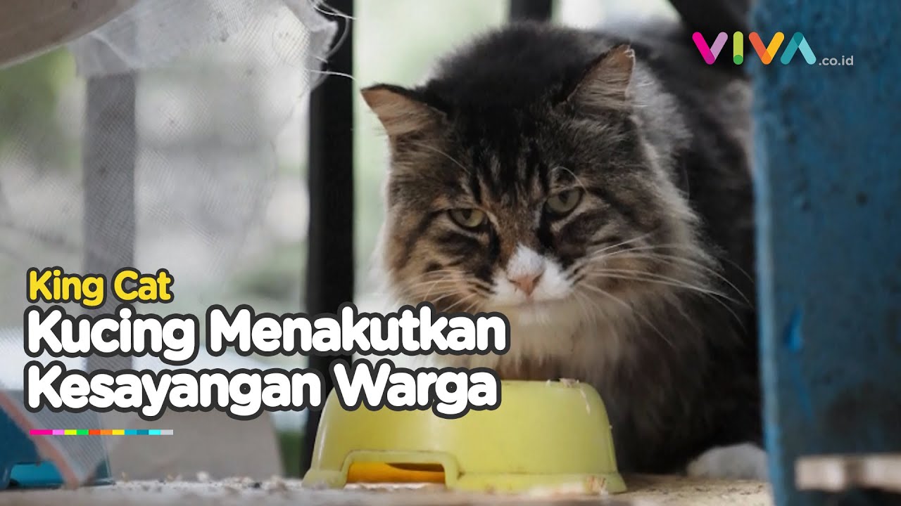 King Cat Seekor Kucing Liar Kesayangan Warga Beijing - YouTube