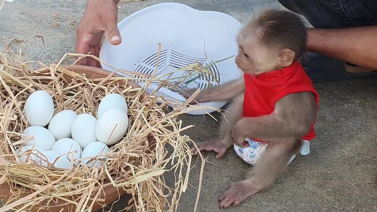 Baby monkey Mika discovers lost duck eggs - YouTube