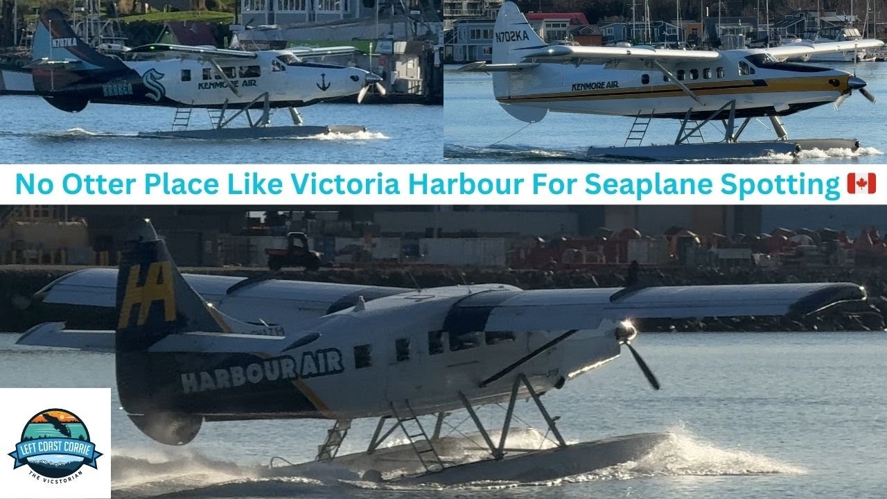 Flying Otters? You Otter Believe It! 10 Otters at Victoria Harbour ...