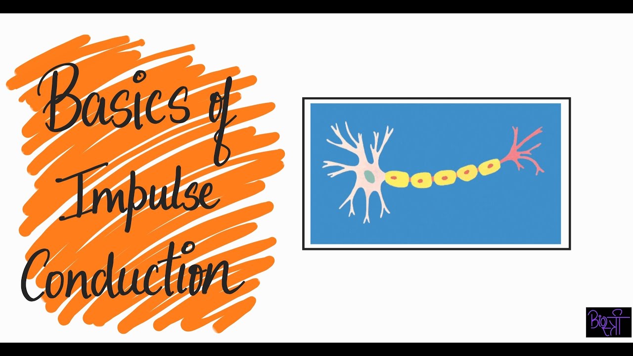 Basics of Impulse Conduction | BIOLOGY | Entrance Exam Level - YouTube