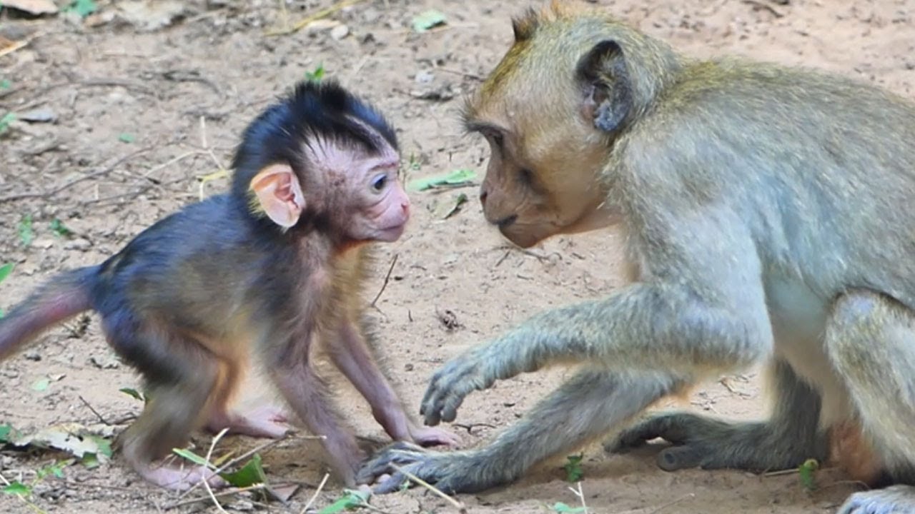 First time Meeting monkey Ellias teaching his niece Elena learning to ...