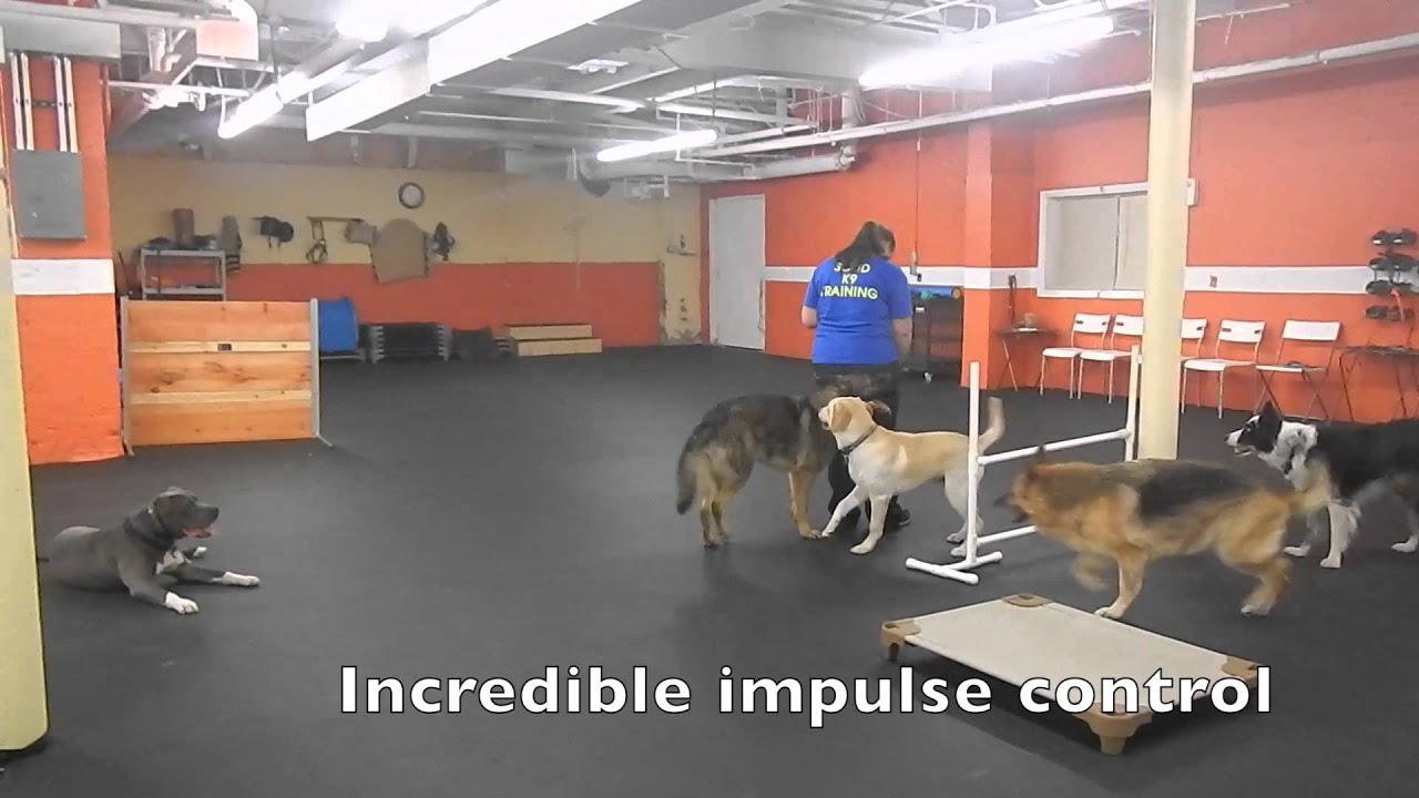Aggressive Dog Rehab and impulse control - YouTube