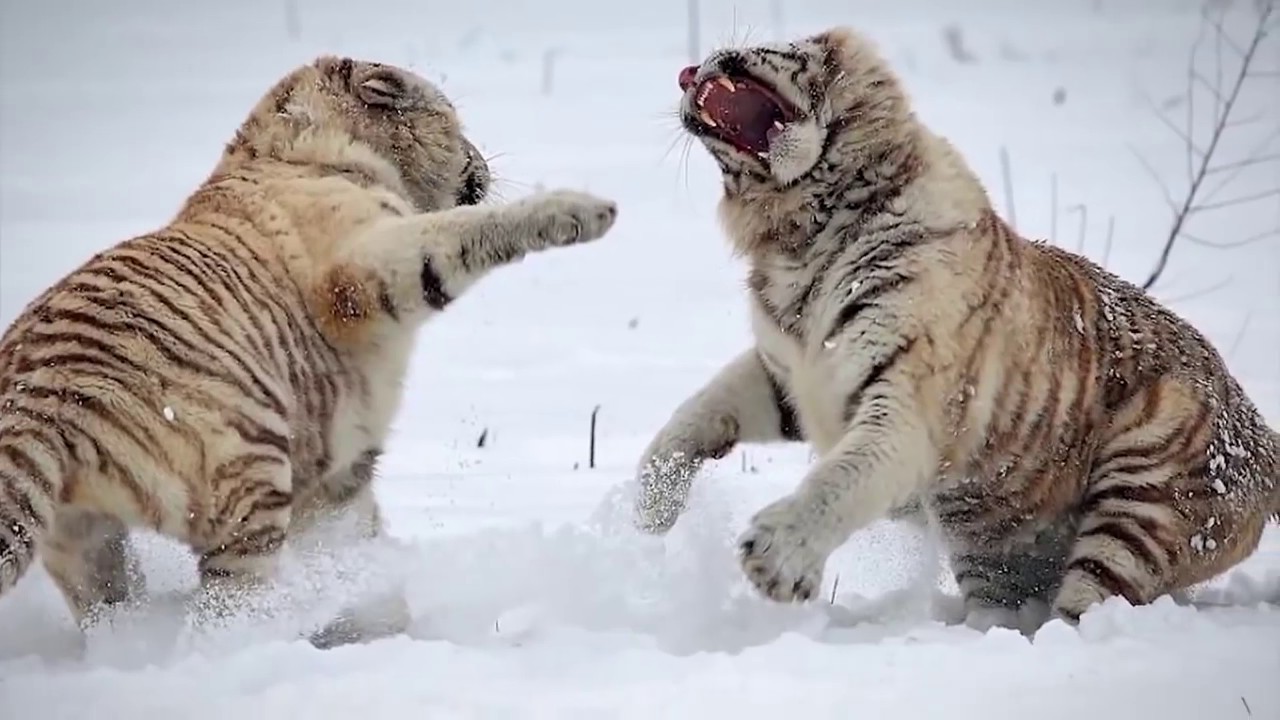 5 CRAZIEST Animal Fights Caught On Camera & Spotted In Real Life! 49 ...