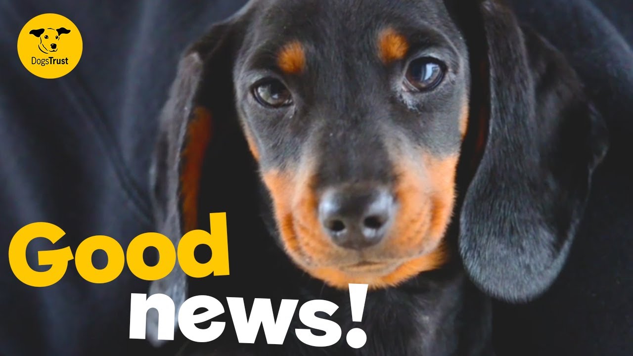 Good news for the nation's dogs! | Dogs Trust - YouTube