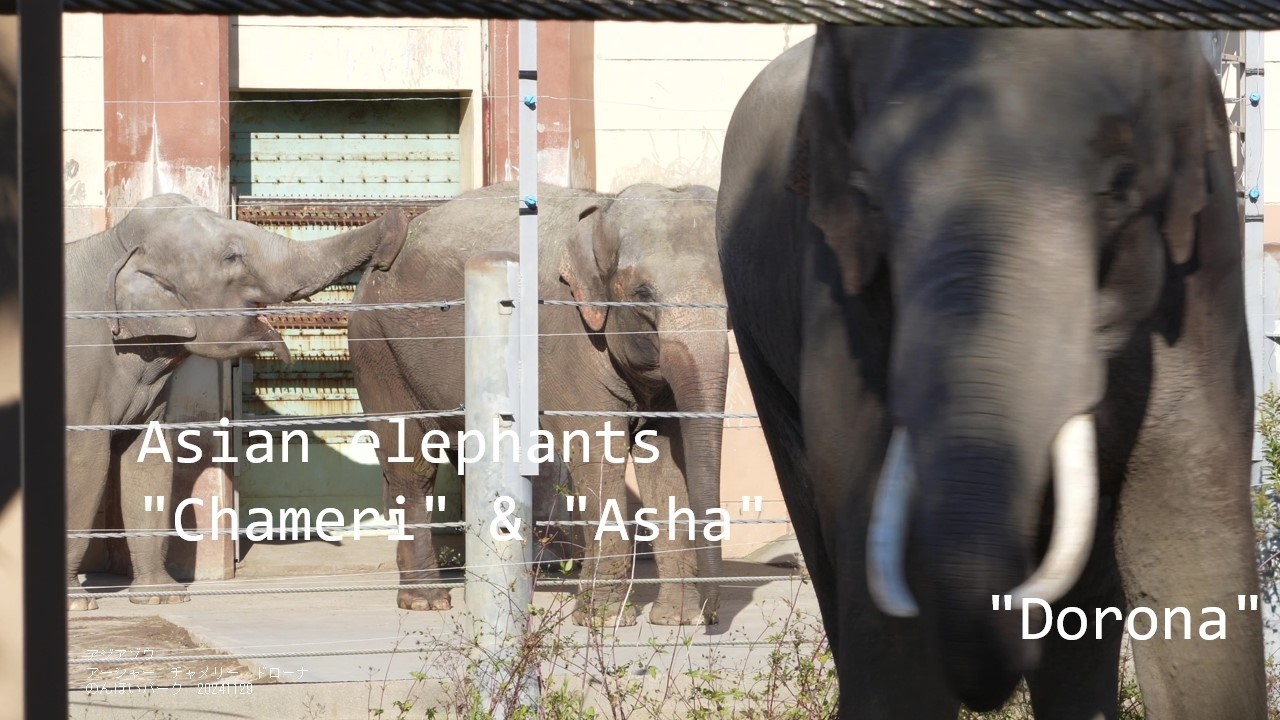 Asian elephants "Asha" "Chameri" "Drona" 20241129_2／Toyohashi Zoo ...